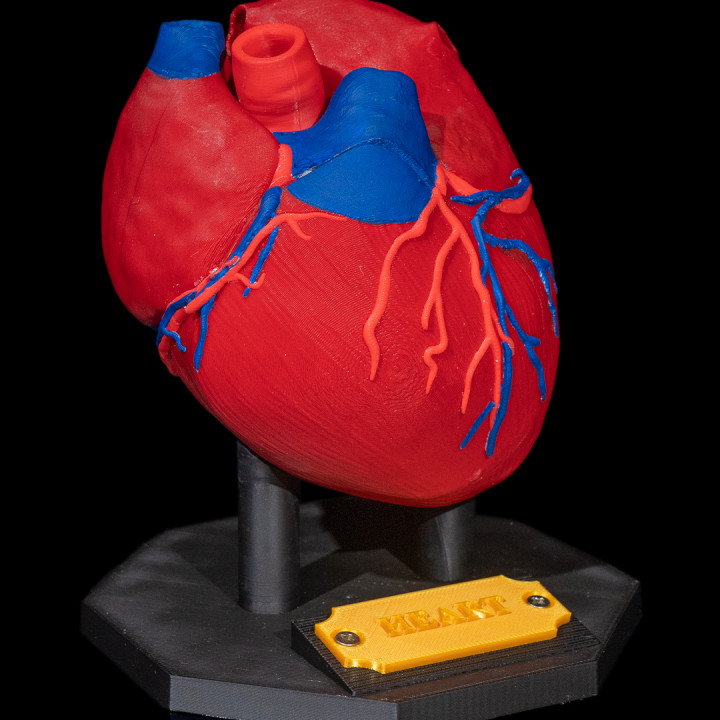3D Printable Heart Anatomical Model by Stlflix