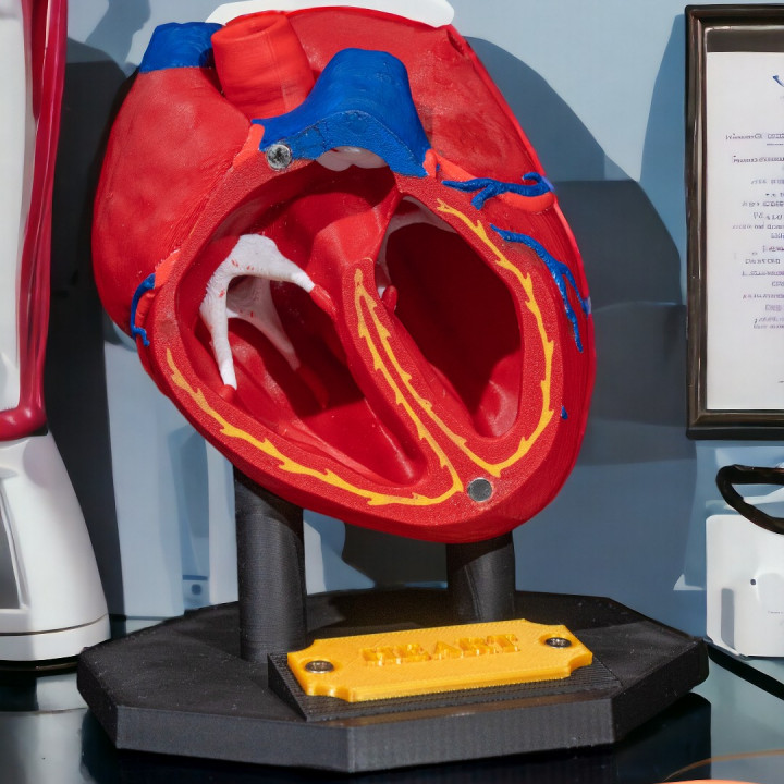 3D Printable Heart Anatomical Model by Stlflix