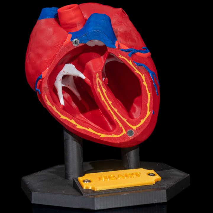 3D Printable Heart Anatomical Model by Stlflix
