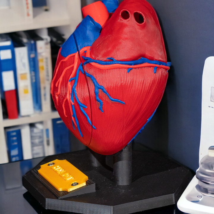 3D Printable Heart Anatomical Model by Stlflix