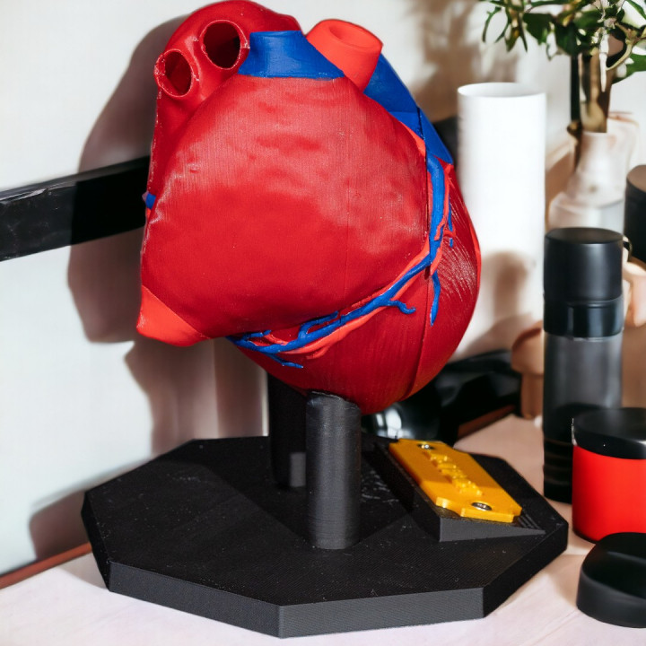 3D Printable Heart Anatomical Model by Stlflix