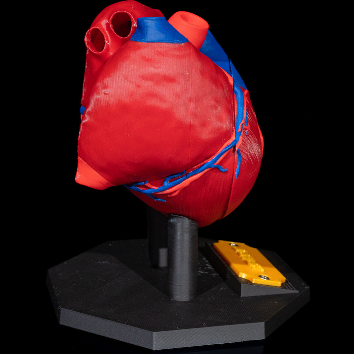 3D Printable Heart Anatomical Model by Stlflix
