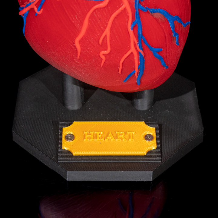 3D Printable Heart Anatomical Model by Stlflix