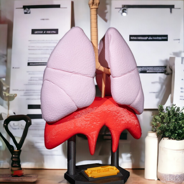3D Printable Lung Anatomical Model by Stlflix