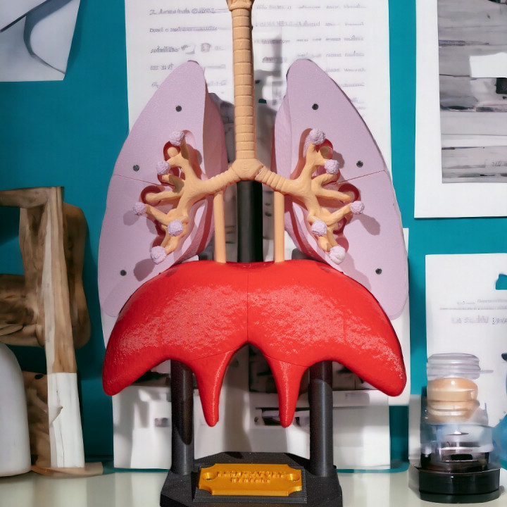 3D Printable Lung Anatomical Model by Stlflix