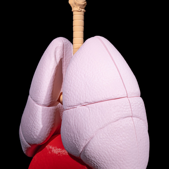 3D Printable Lung Anatomical Model by Stlflix