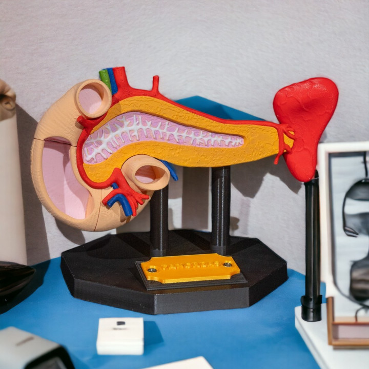 3D Printable Pancreas Anatomical Model by Stlflix