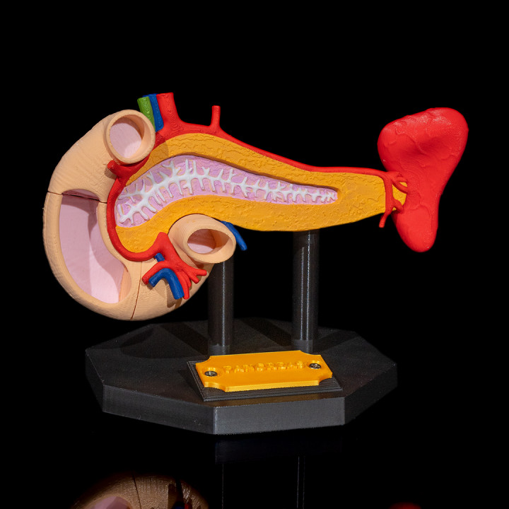 3D Printable Pancreas Anatomical Model by Stlflix