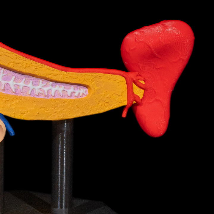 3D Printable Pancreas Anatomical Model by Stlflix