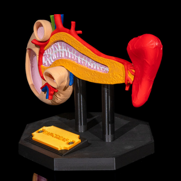 3D Printable Pancreas Anatomical Model by Stlflix