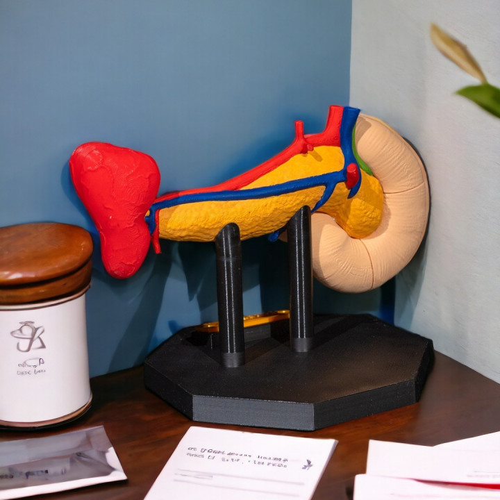 3D Printable Pancreas Anatomical Model by Stlflix