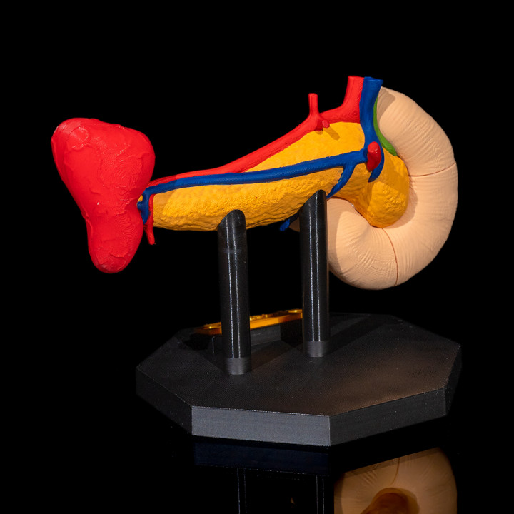 3D Printable Pancreas Anatomical Model by Stlflix