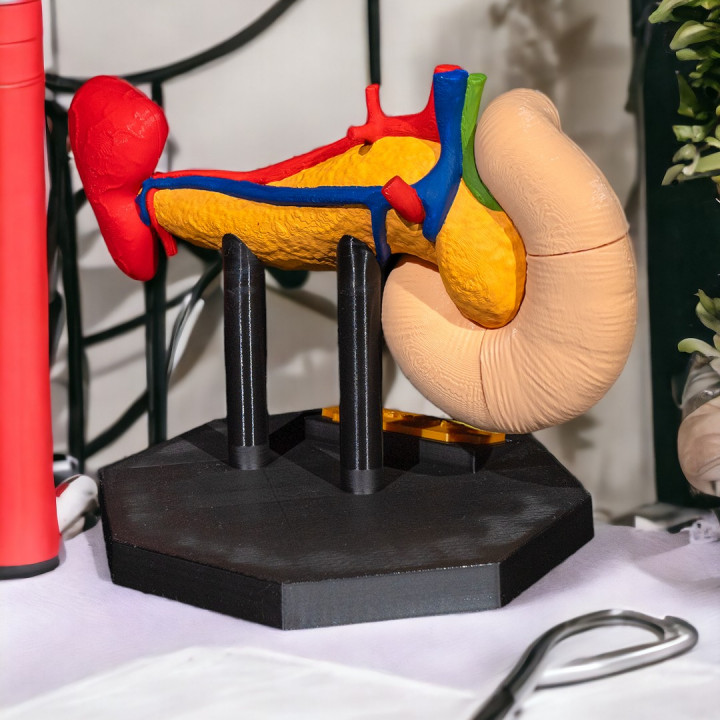 3D Printable Pancreas Anatomical Model by Stlflix