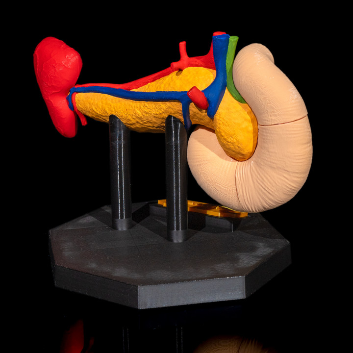 3D Printable Pancreas Anatomical Model by Stlflix