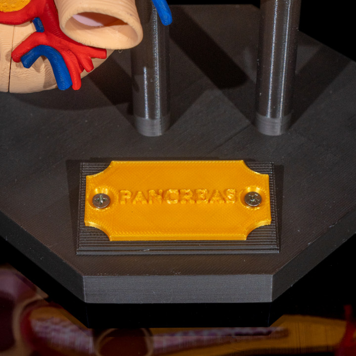 3D Printable Pancreas Anatomical Model by Stlflix