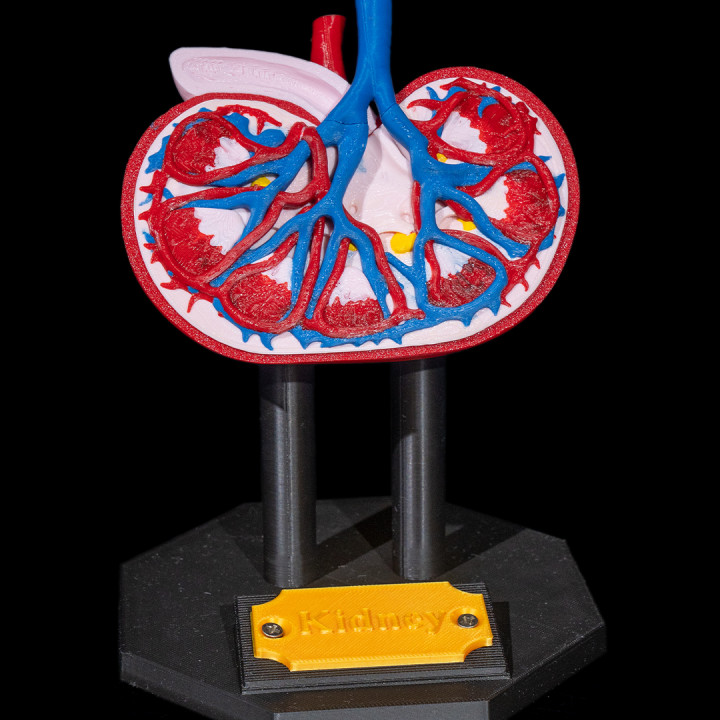 3D Printable Kidney Anatomical Model by Stlflix