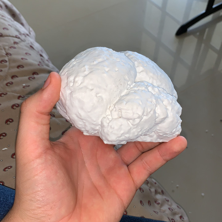 3D Printable Dolphin Brain MRI scan by Daniel Villegas