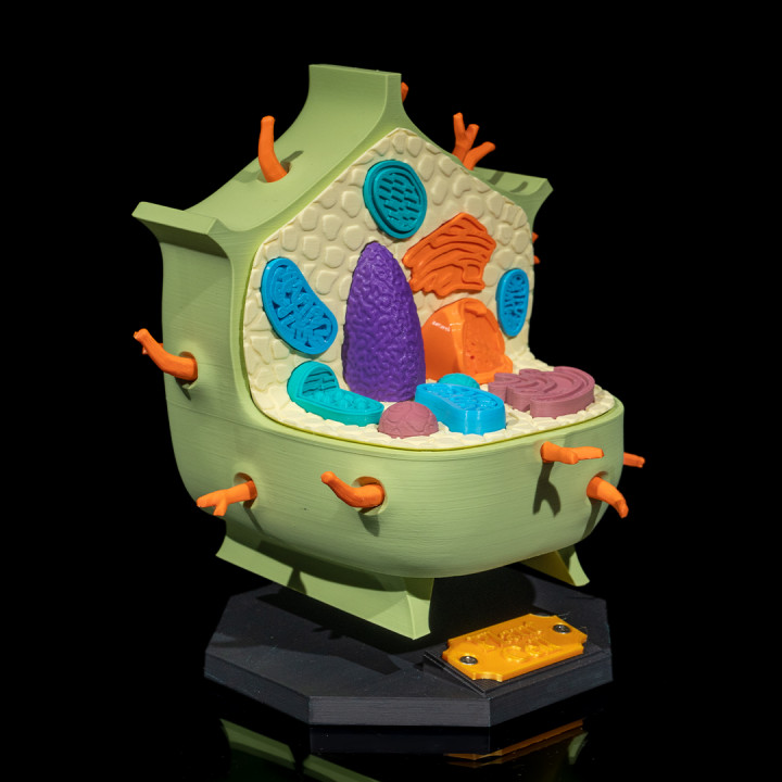 3D Printable Plant Cell by Stlflix