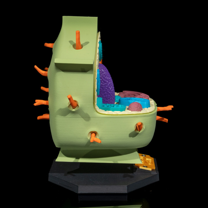 3D Printable Plant Cell by Stlflix