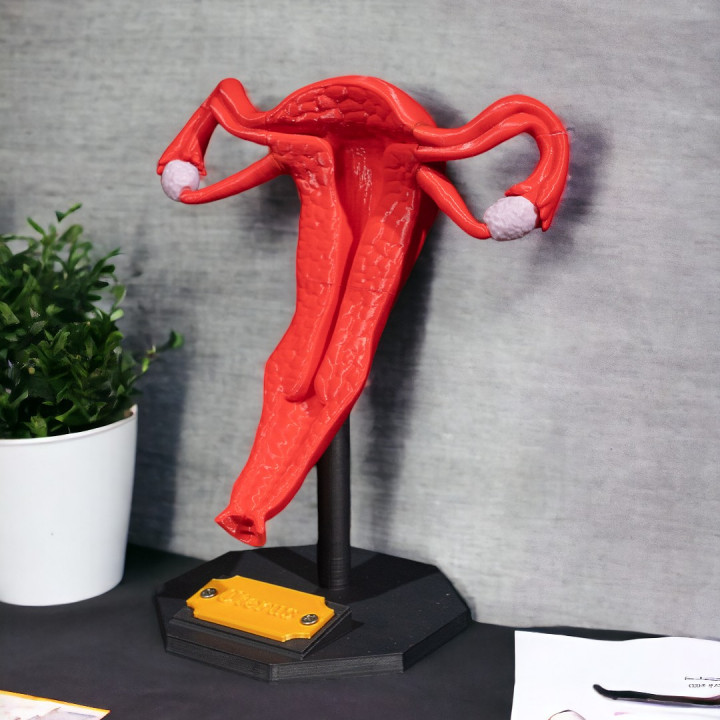 3D Printable Uterus by Stlflix