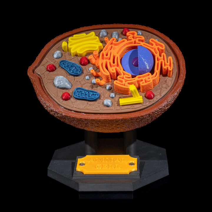 3D Printable Animal Cell by Stlflix