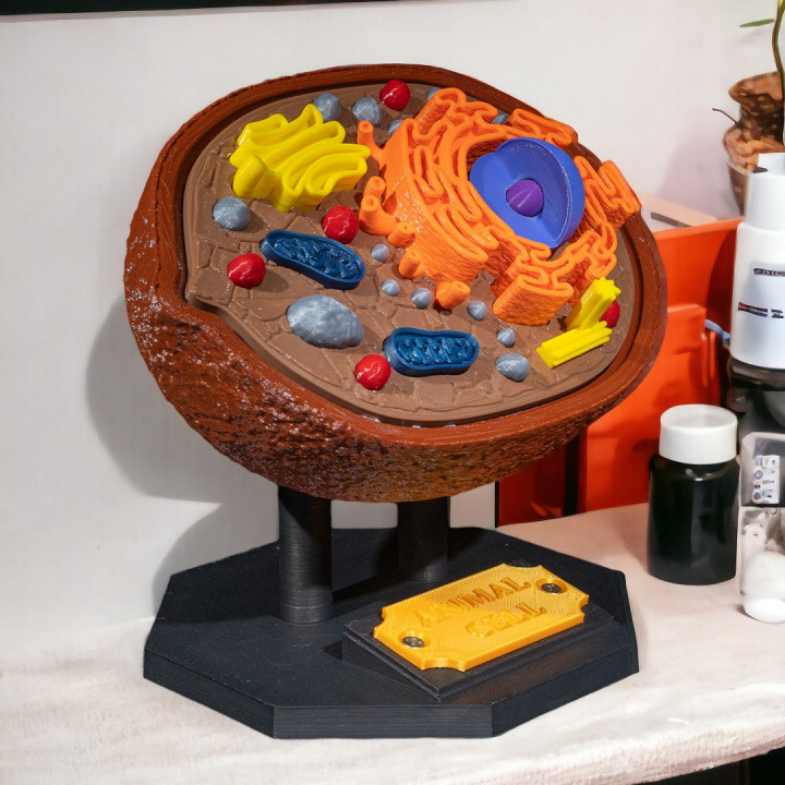 3D Printable Animal Cell by Stlflix
