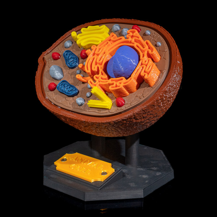 3D Printable Animal Cell by Stlflix