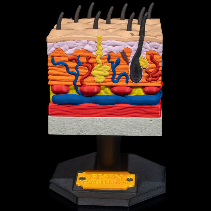3D Printable Skin Cross Section by Stlflix