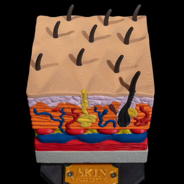 3D Printable Skin Cross Section by Stlflix