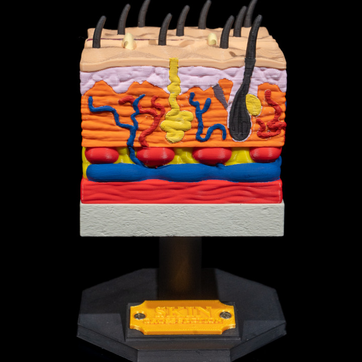 3D Printable Skin Cross Section by Stlflix