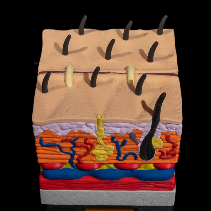 3D Printable Skin Cross Section by Stlflix