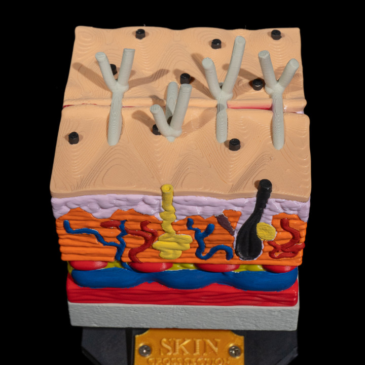 3D Printable Skin Cross Section by Stlflix