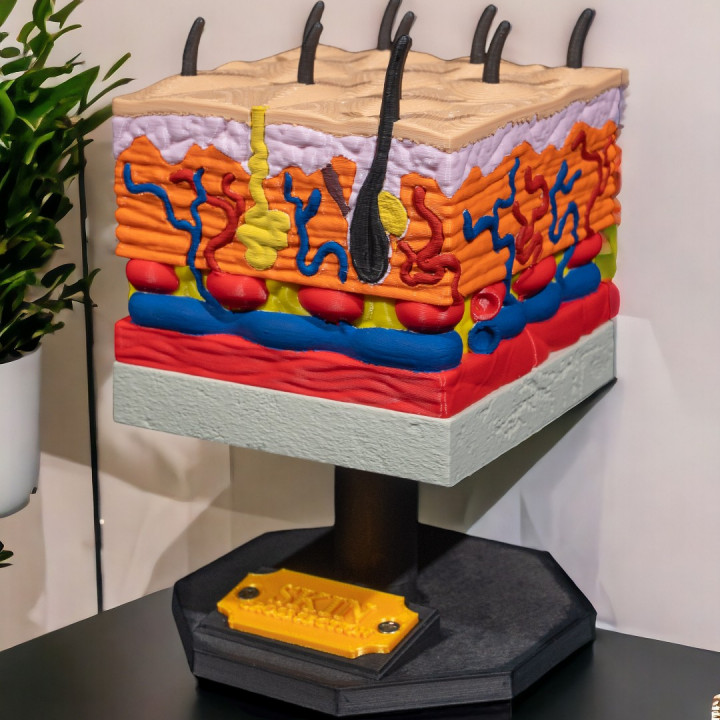 3D Printable Skin Cross Section by Stlflix