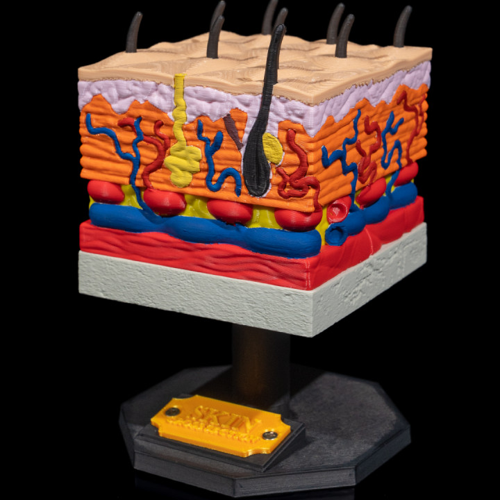 3D Printable Skin Cross Section by Stlflix