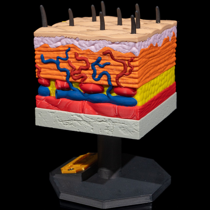 3D Printable Skin Cross Section by Stlflix