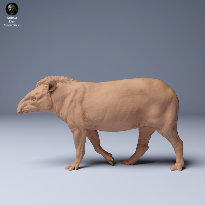 3D Printable Brazilian tapir (Tapirus terrestris) Male Walking by ...
