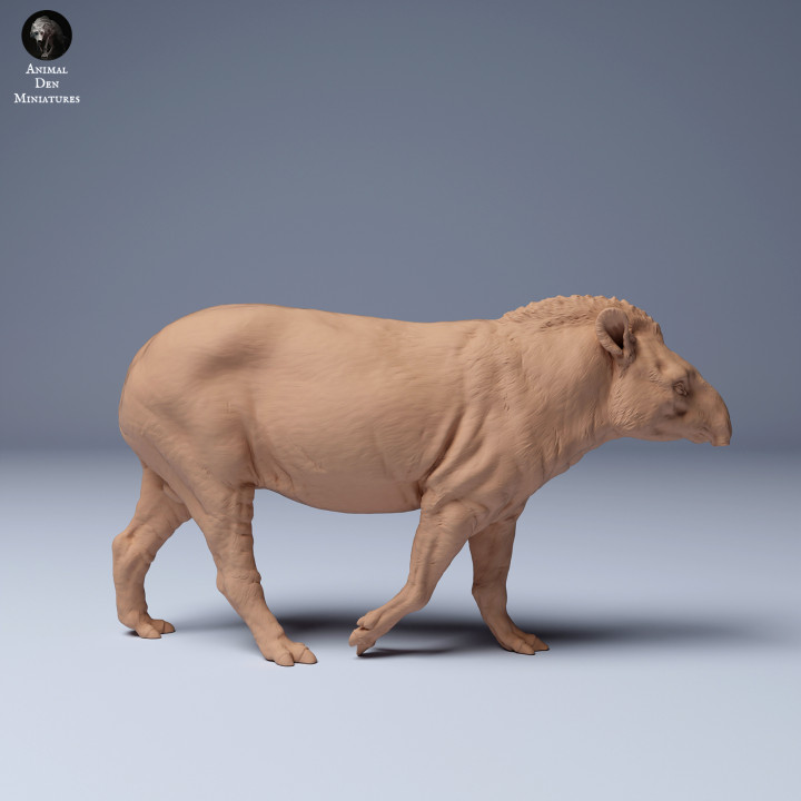 3D Printable Brazilian tapir (Tapirus terrestris) Male Walking by ...