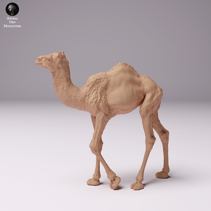3D Printable Dromedary Camel Calf by Animal Den Miniatures
