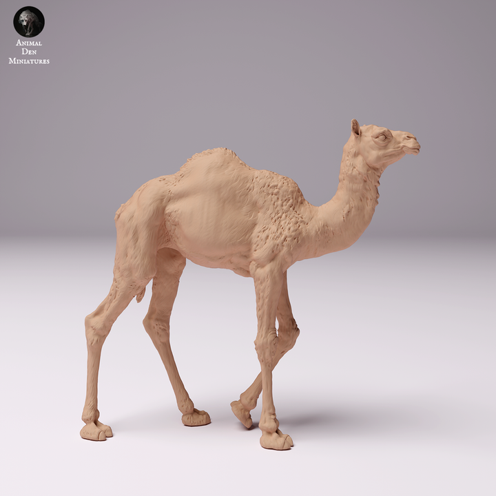 3D Printable Dromedary Camel Calf by Animal Den Miniatures