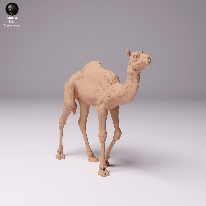 3D Printable Dromedary Camel Calf by Animal Den Miniatures