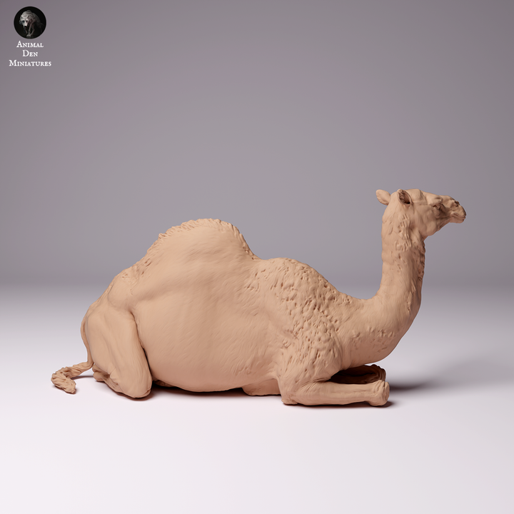 3D Printable Dromedary Camel Female Lying by Animal Den Miniatures