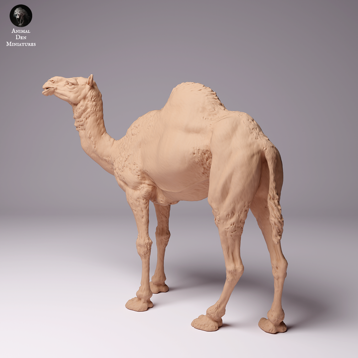 3D Printable Dromedary Camel Male by Animal Den Miniatures