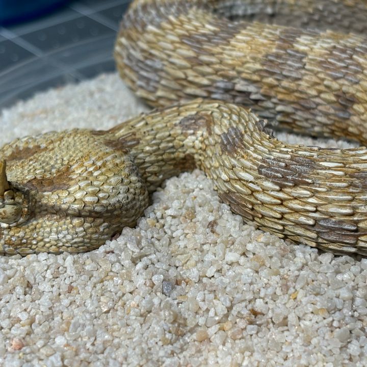 3D Print of Saharan Horned Viper by bryannewman1