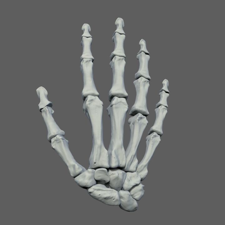 3D Printable Skeleton Hand by hadi halimi