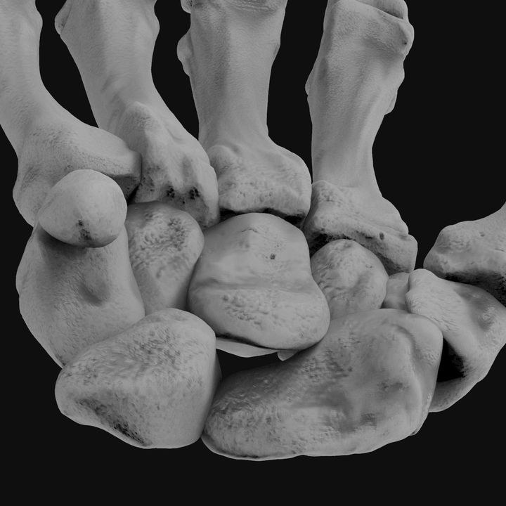 3D Printable Skeleton Hand by hadi halimi