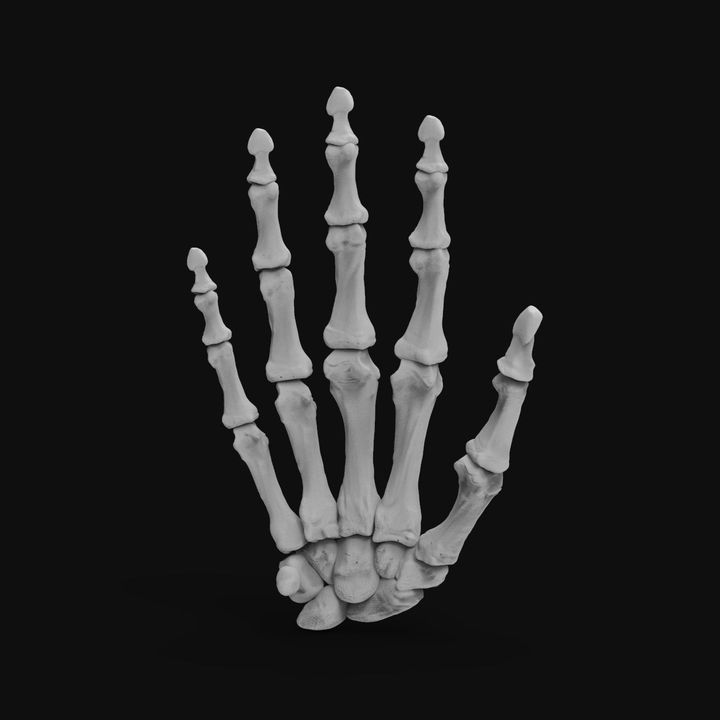 3D Printable Skeleton Hand by hadi halimi