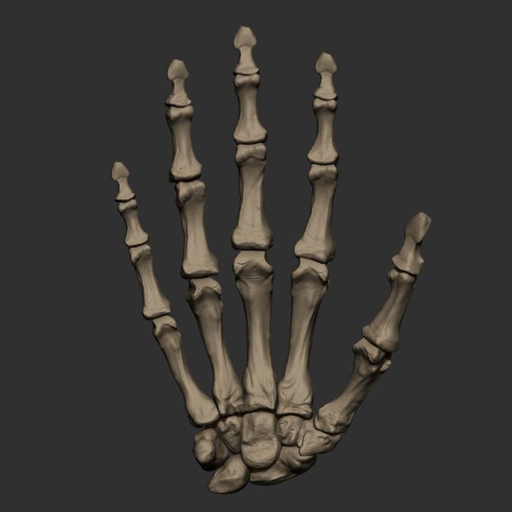 3D Printable Skeleton Hand by hadi halimi