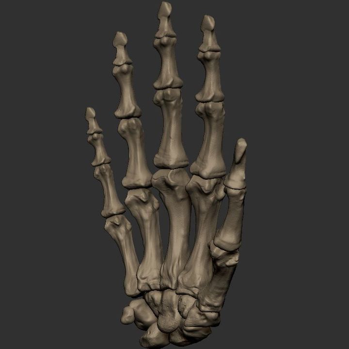 3D Printable Skeleton Hand by hadi halimi