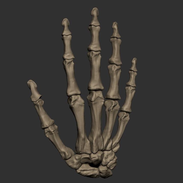 3D Printable Skeleton Hand by hadi halimi