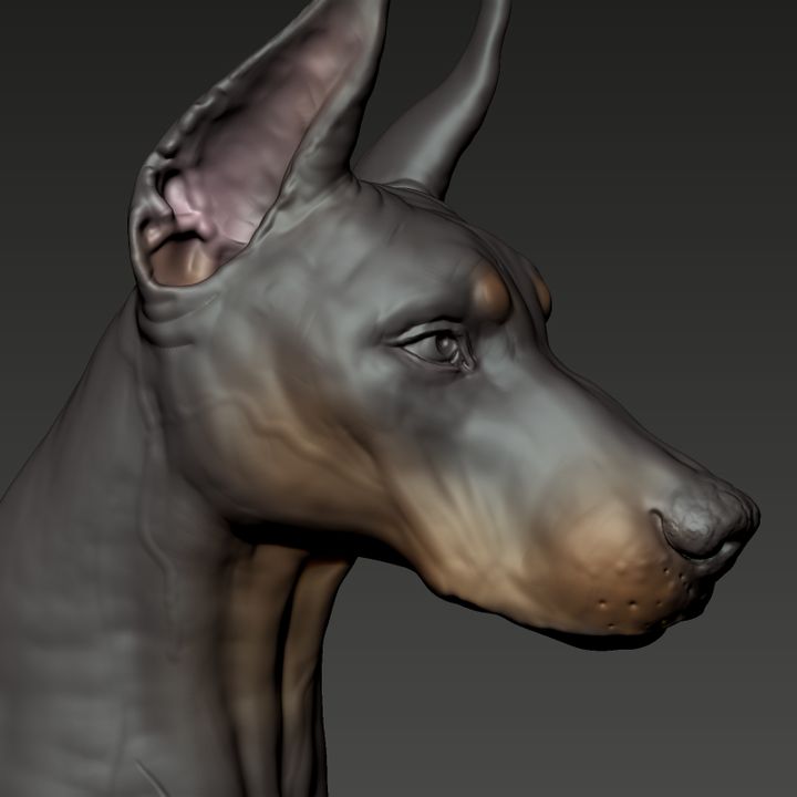 3D Printable Doberman Pinscher Bust by Art of V